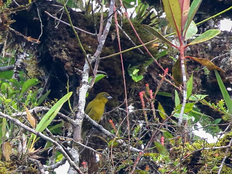 Yellow-green Tanager - eBird