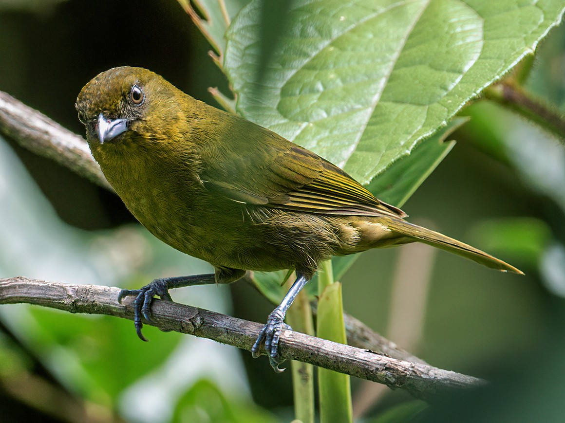 Yellow-green Tanager - eBird
