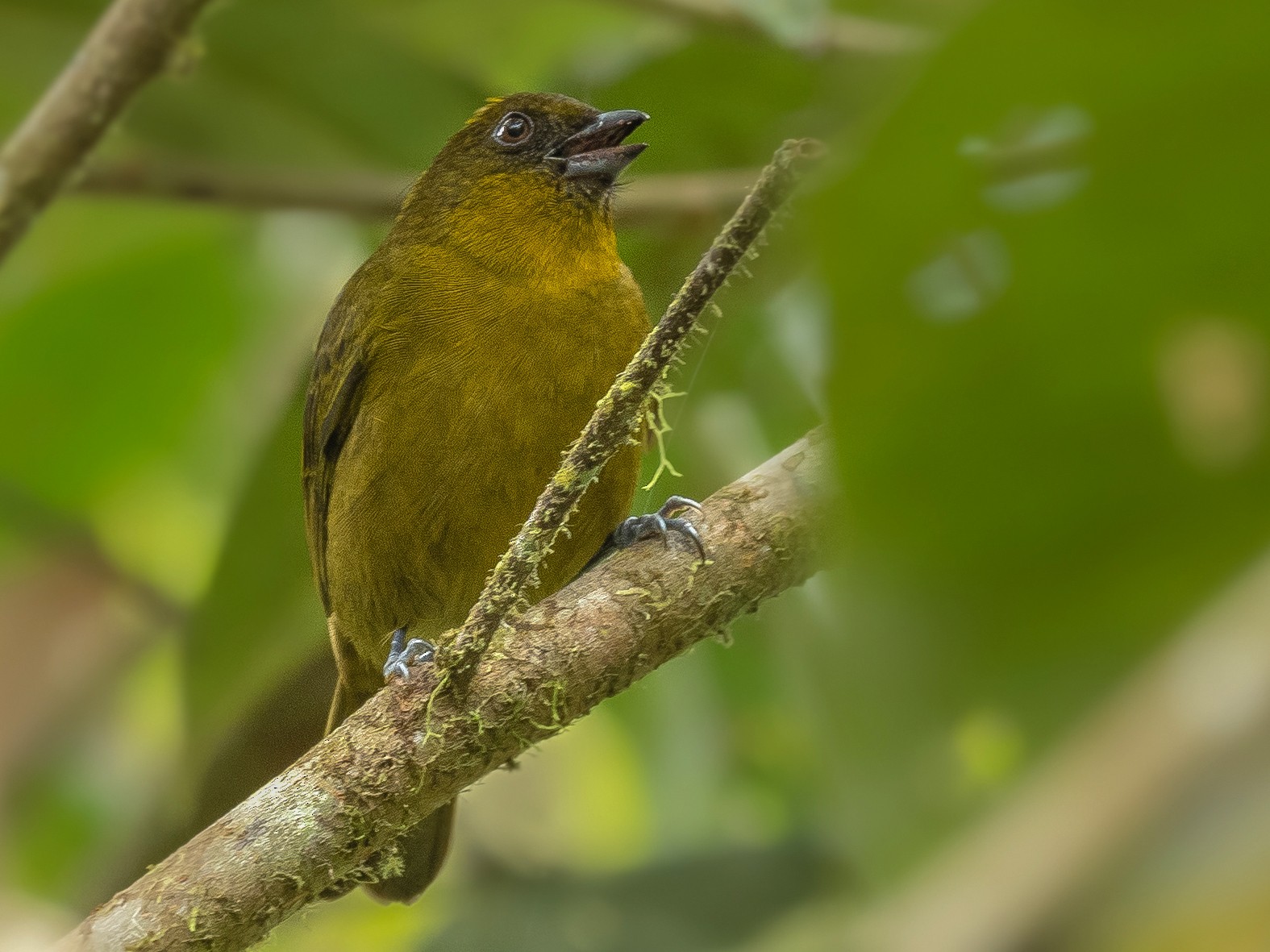 Yellow-green Tanager - eBird