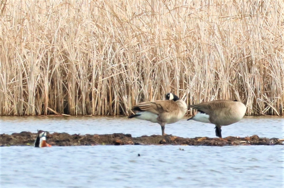 eBird Checklist - 23 Mar 2021 - Point Pelee National Park (general ...