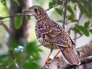 Amami Thrush - eBird