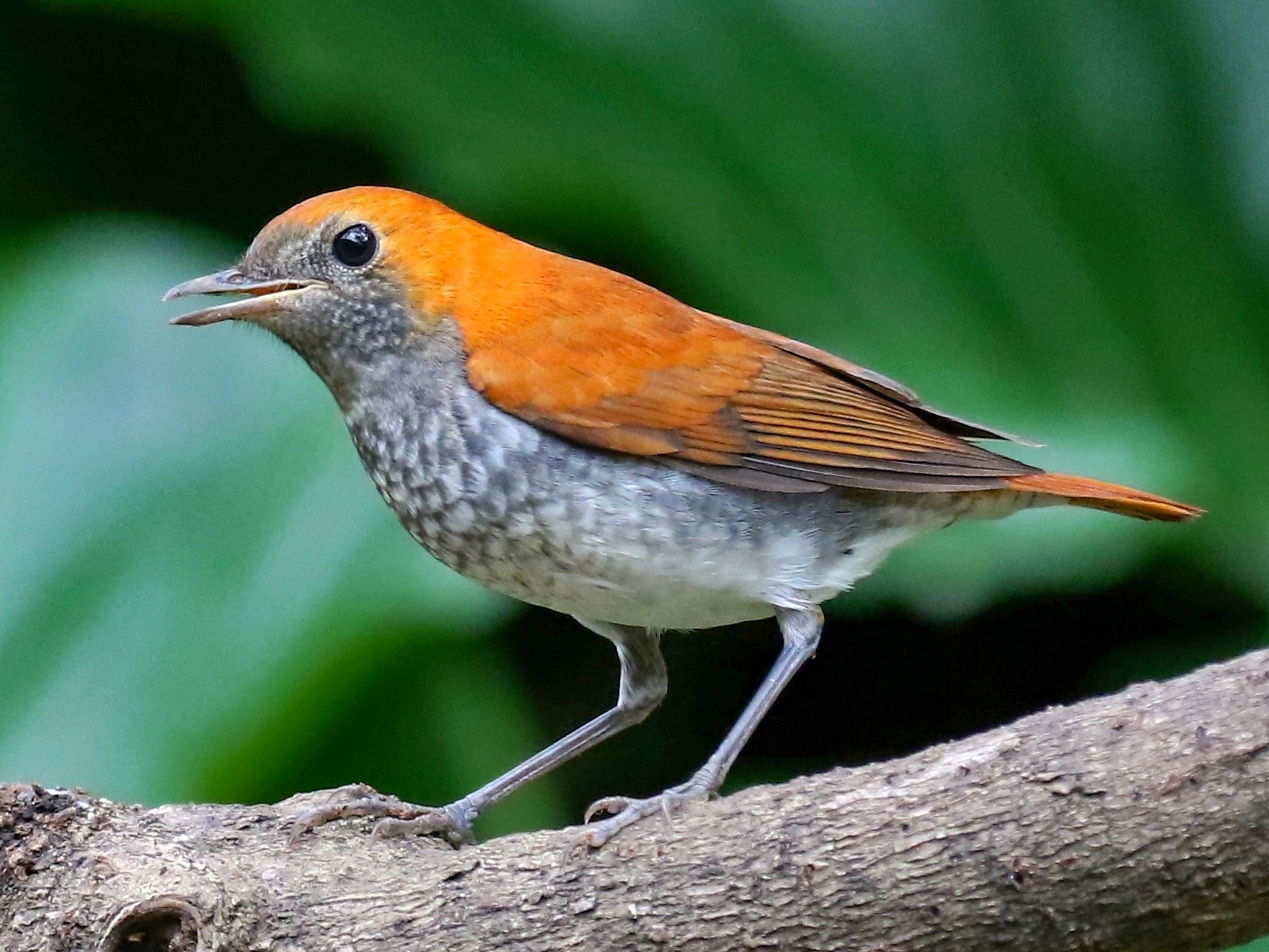 Ryukyu Robin (Ryukyu) - eBird