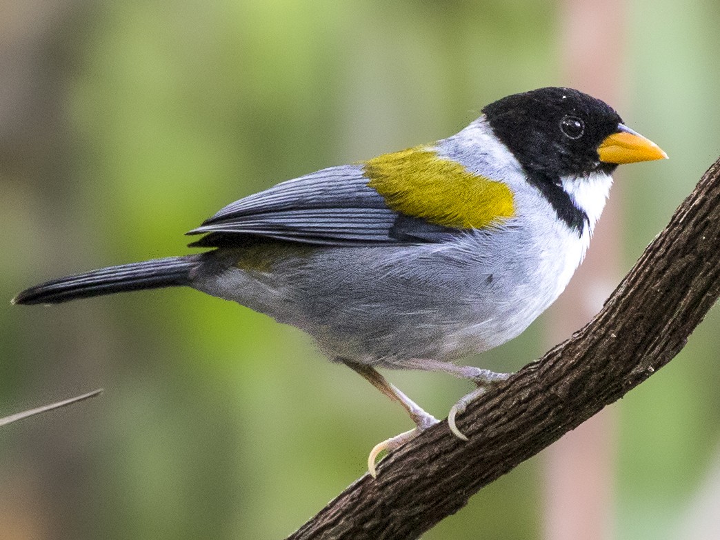 Golden-winged Sparrow - eBird