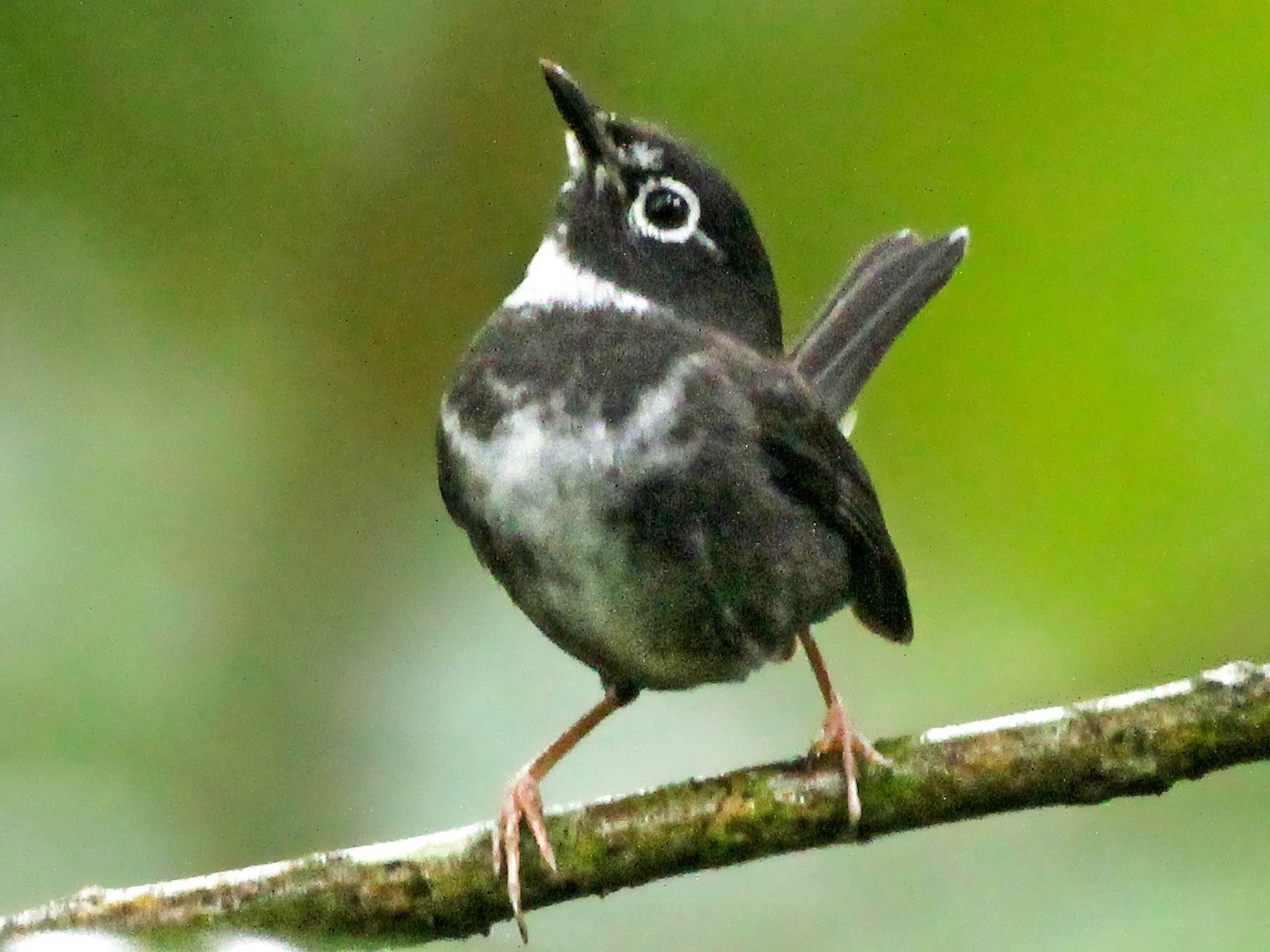 Whistling Warbler - eBird