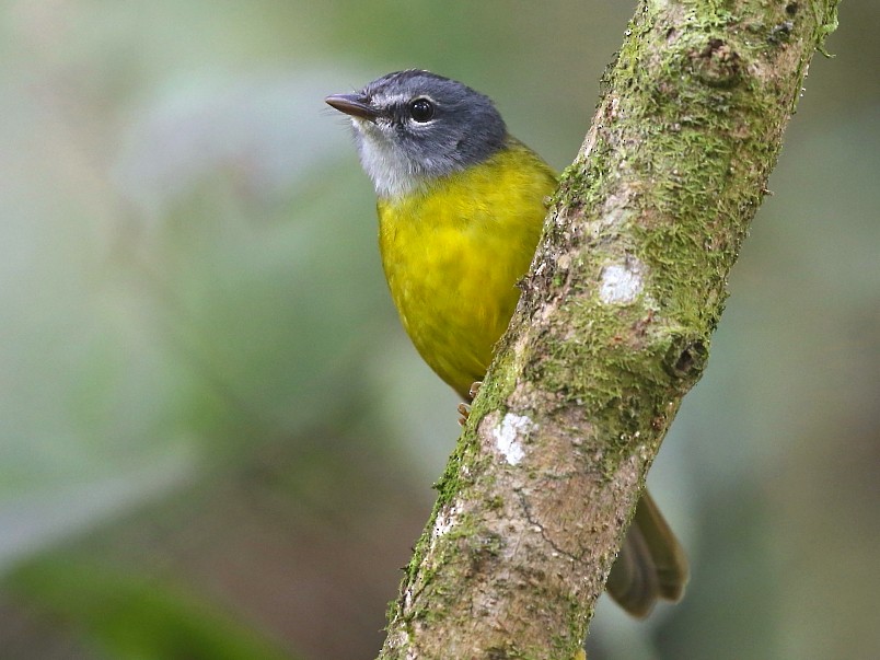 Reinita Embridada - eBird