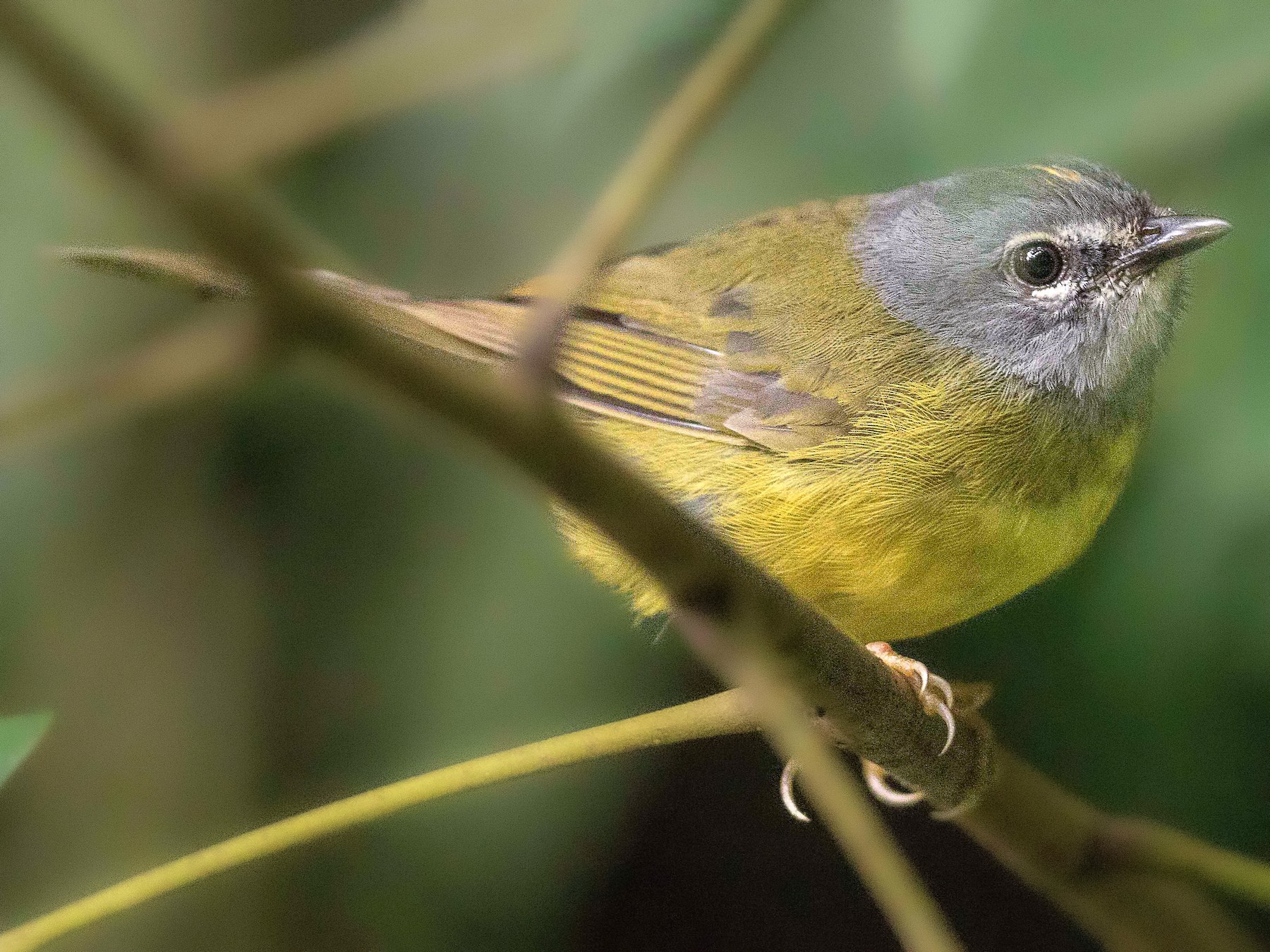 White-lored Warbler - eBird
