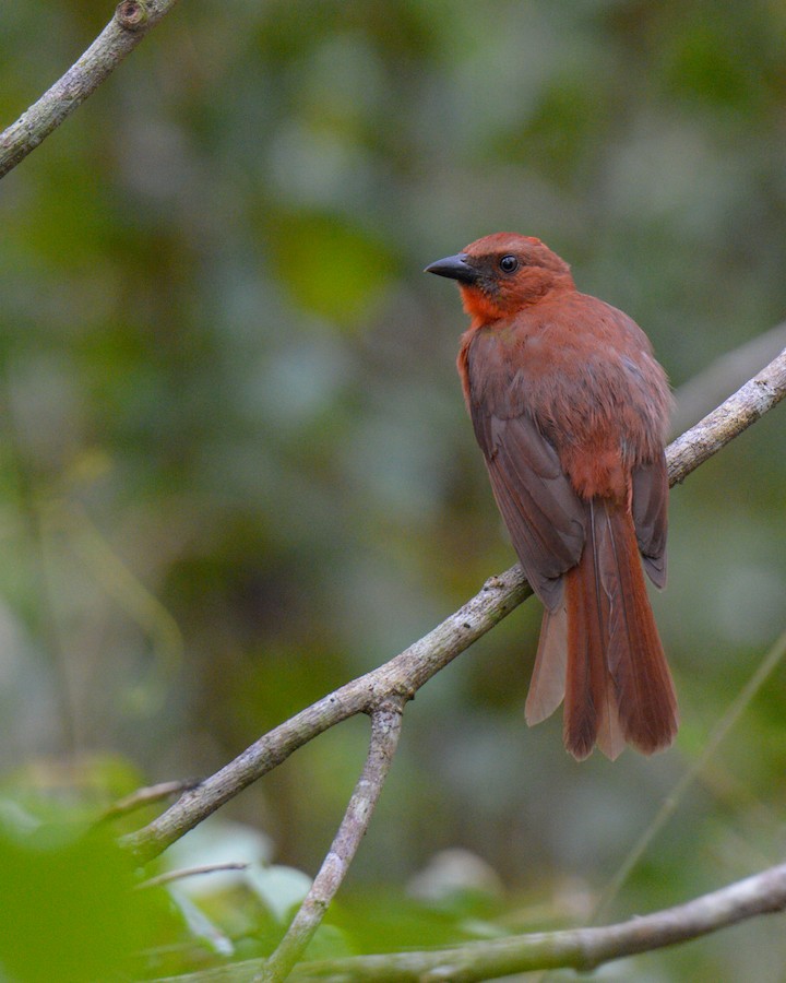 Red-throated Ant-Tanager (Salvin's) - eBird