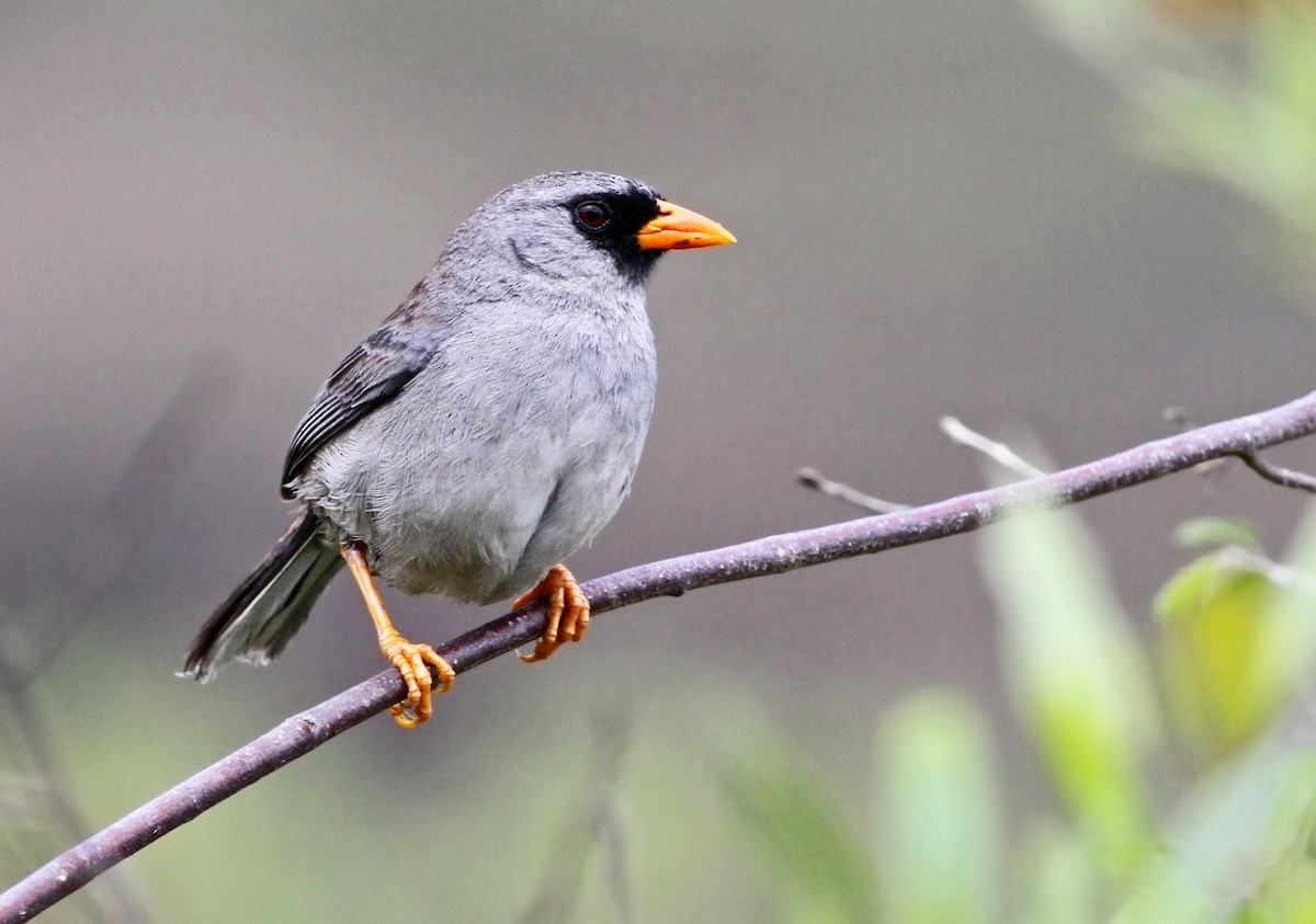 Gray-winged Inca-Finch - Incaspiza ortizi - Birds of the World