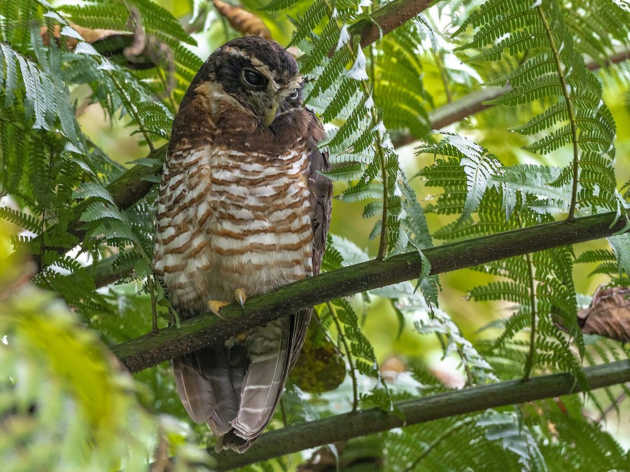 Band-bellied Owl - eBird