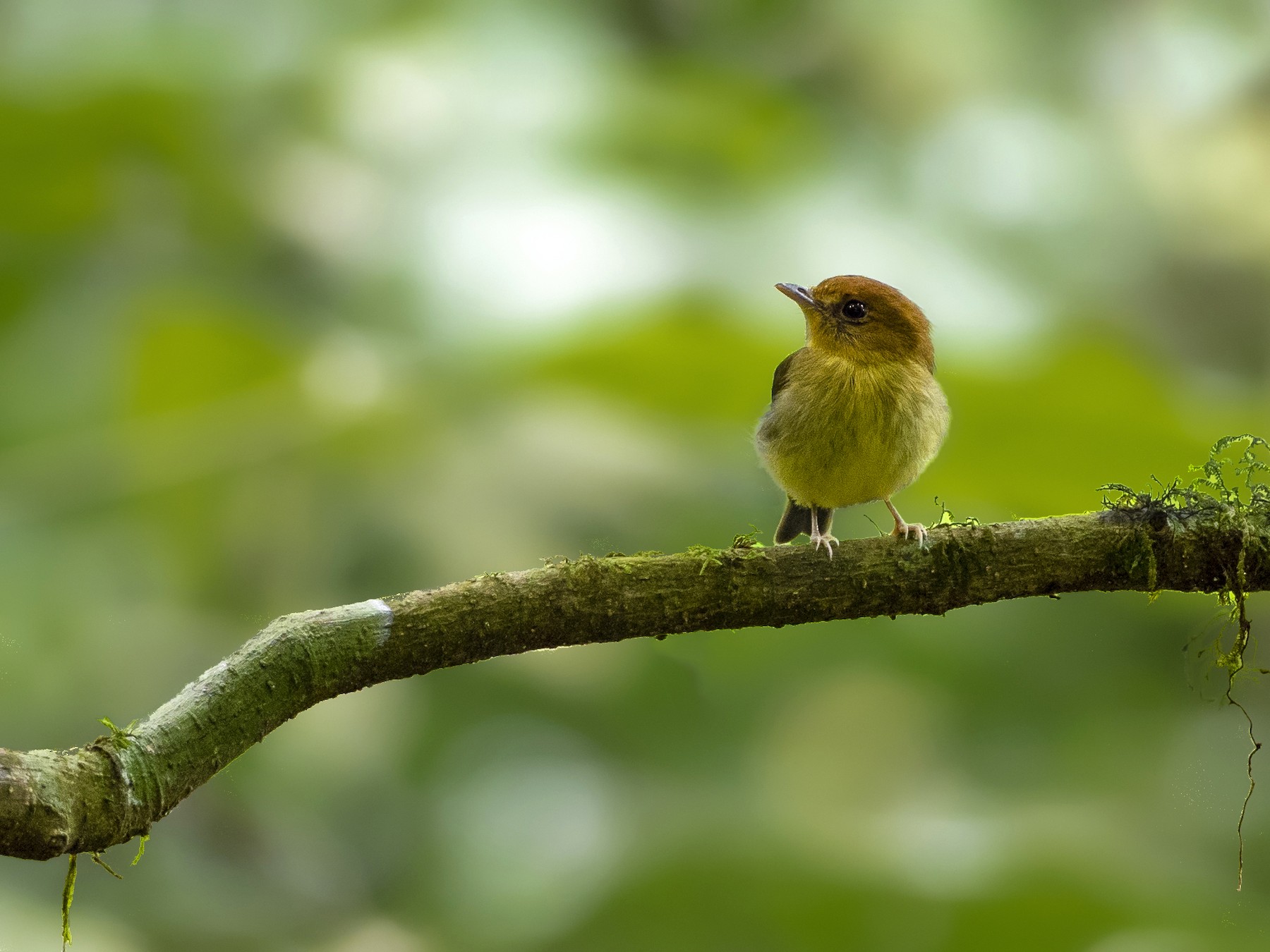 Pico Chato Gargantiamarillo - eBird