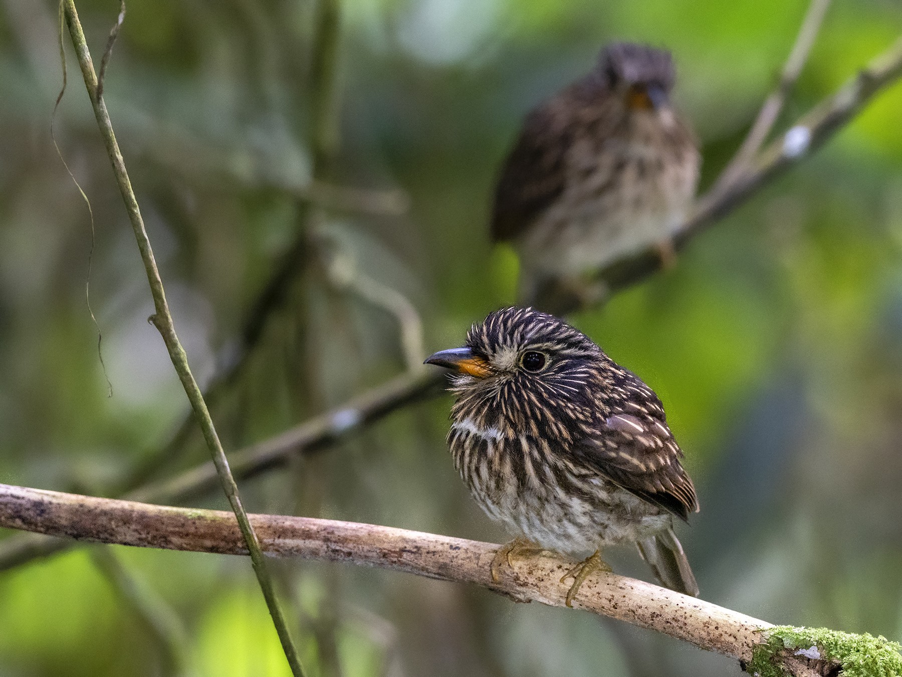 White-chested Puffbird - eBird