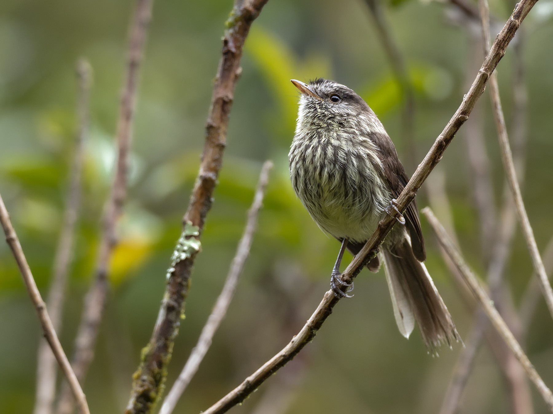 Agile Tit-Tyrant - eBird