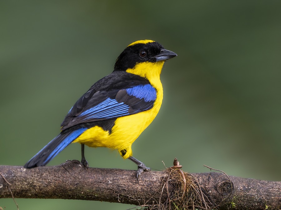 Blue-winged Mountain Tanager (Blue-winged) - eBird