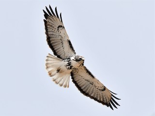 Red-tailed Hawk - eBird