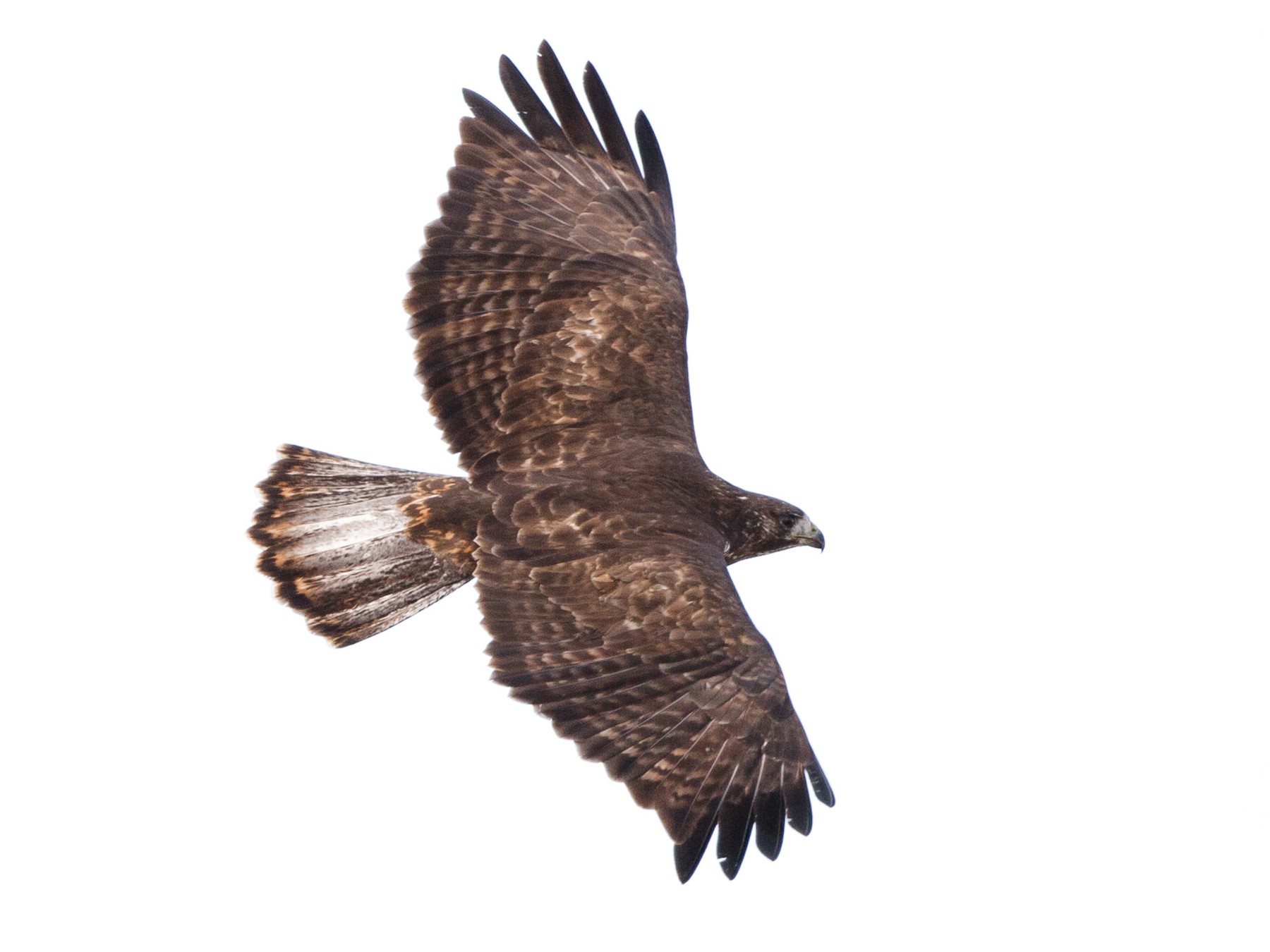 Red-tailed Hawk - eBird