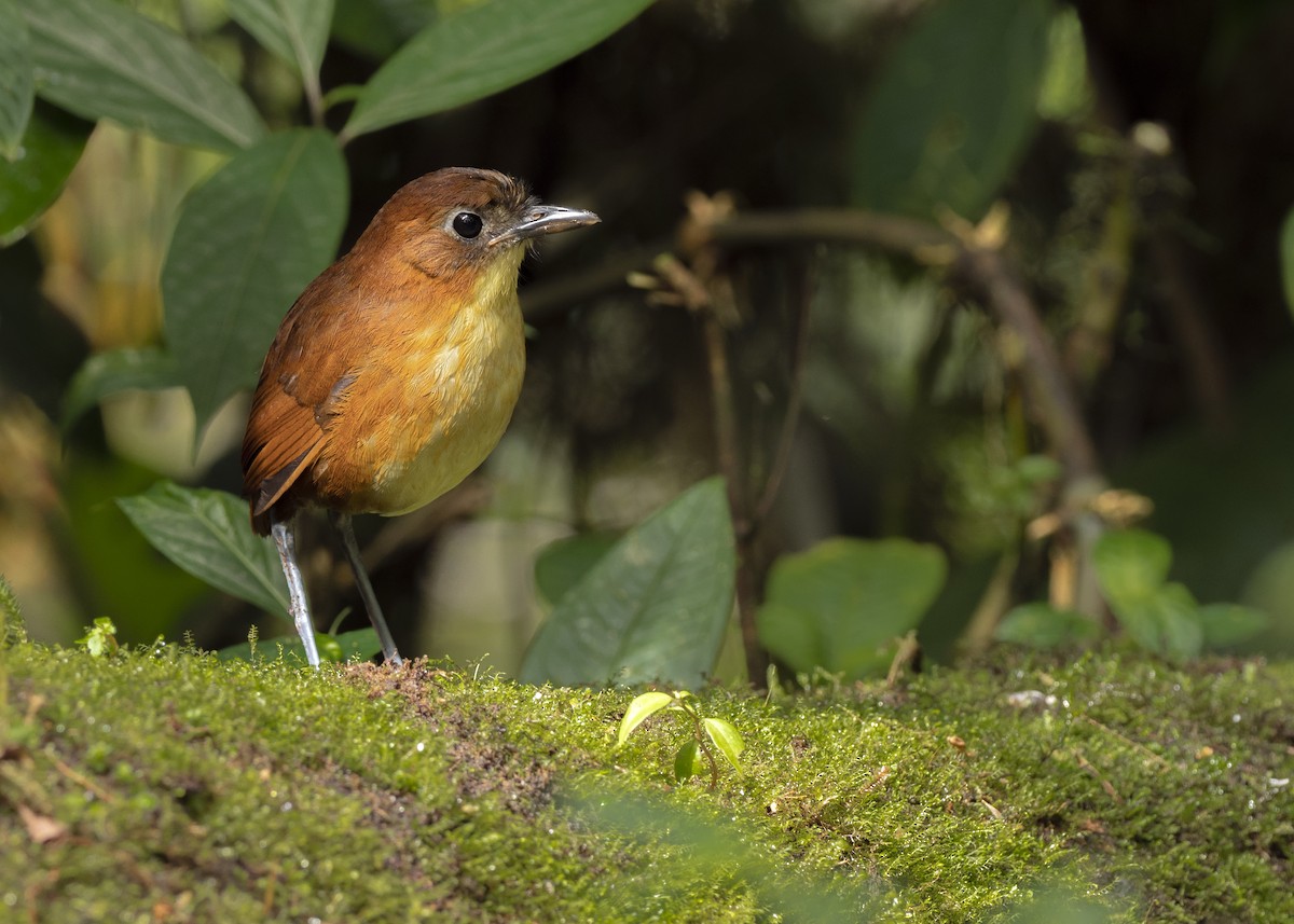 Yellow-breasted Antpitta - Grallaria flavotincta - Birds of the World