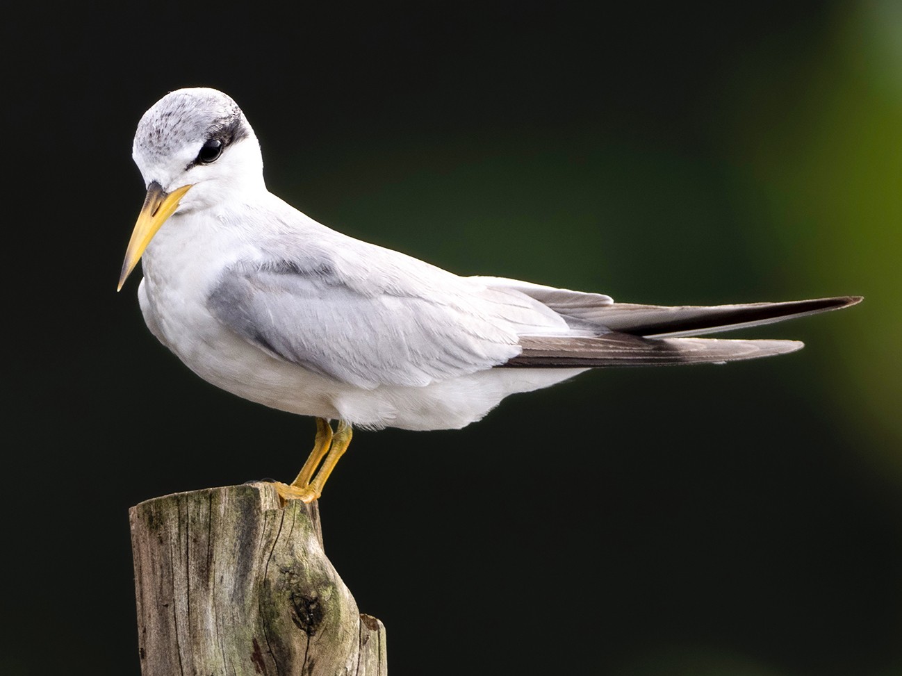 Yellow-billed Tern - eBird