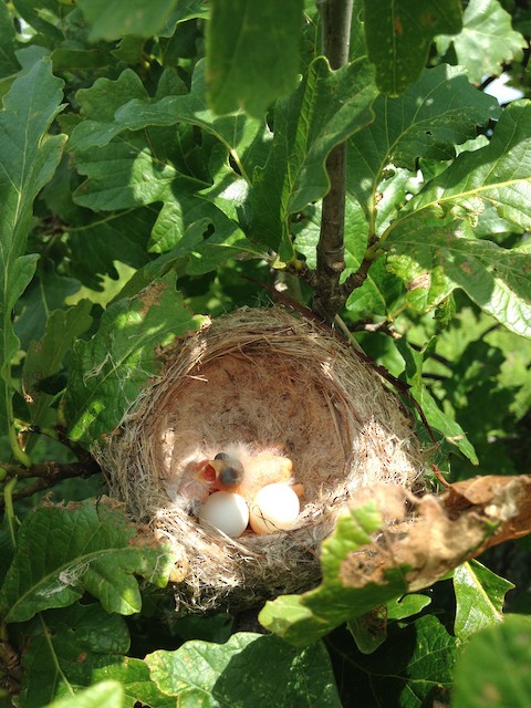 American Goldfinch Eggs