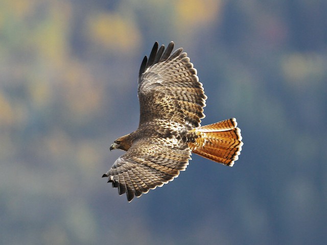 Red Shouldered Hawk In Flight