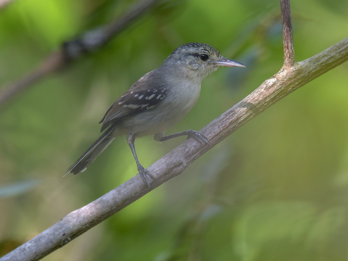 Caatinga Antwren - Radinopsyche sellowi - Birds of the World