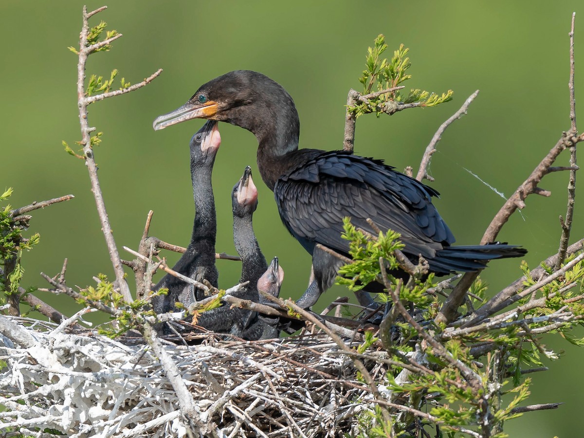 Neotropic Cormorant - Nannopterum brasilianum - Birds of the World