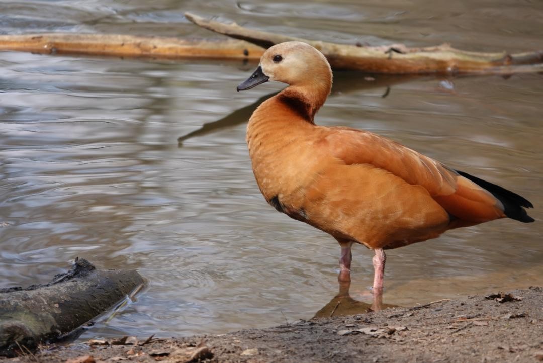 Egyptian Goose x Ruddy Shelduck (hybrid) - eBird