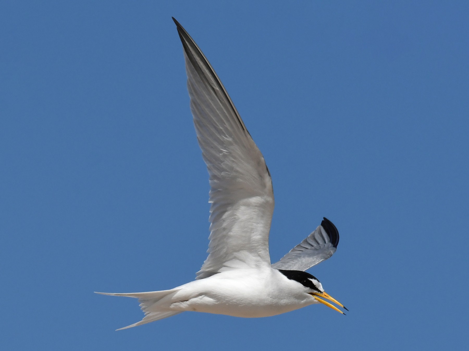 Least Tern - eBird