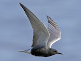 Black Tern - Abundance map: Breeding - eBird Status and Trends
