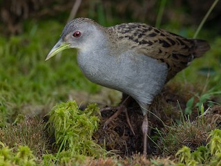 Ash-throated Crake - eBird