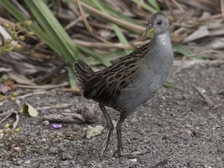 Ash-throated Crake - eBird