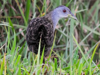 Ash-throated Crake - eBird