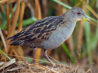 Ash-throated Crake - eBird