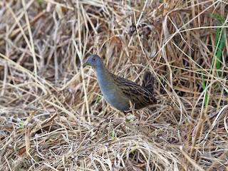 Ash-throated Crake - eBird