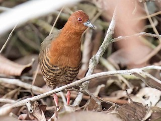Black-banded Crake - eBird