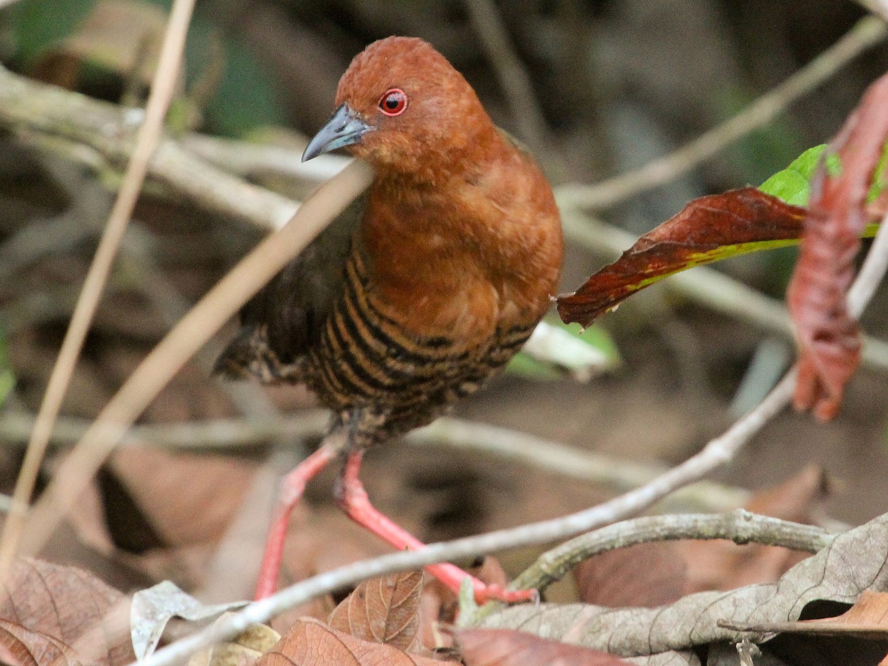Black-banded Crake - eBird