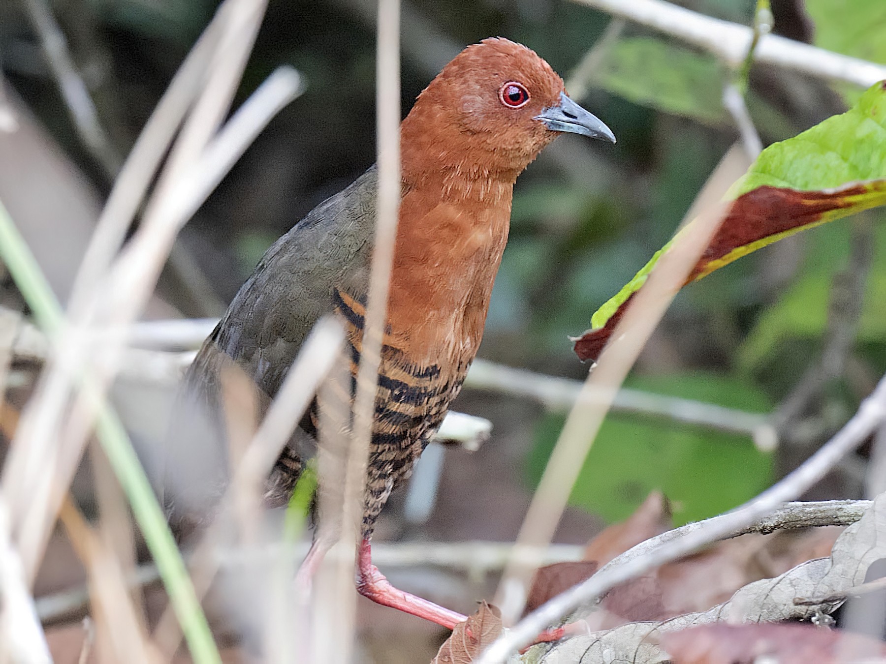 Black-banded Crake - eBird