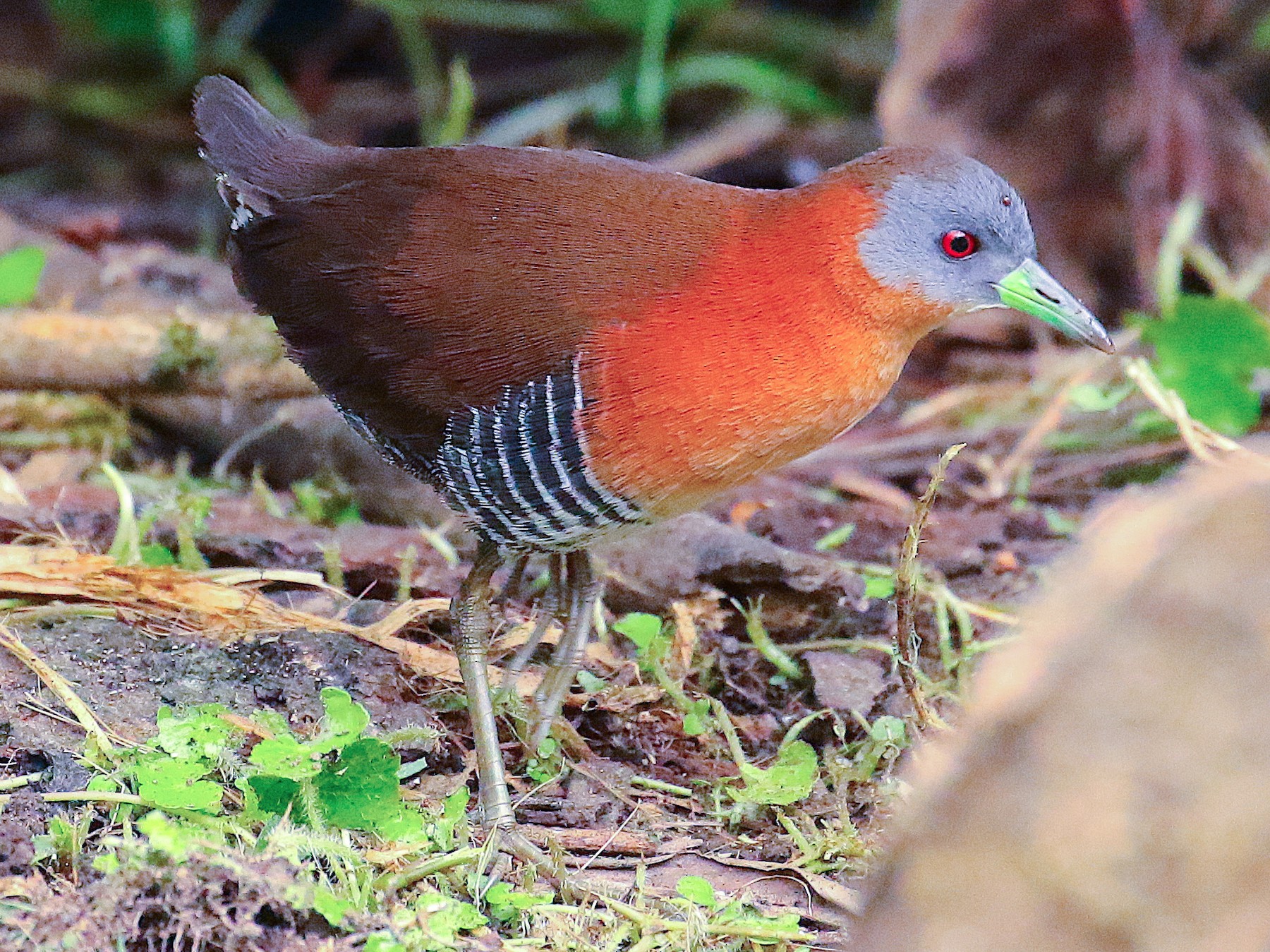 White-throated Crake - eBird