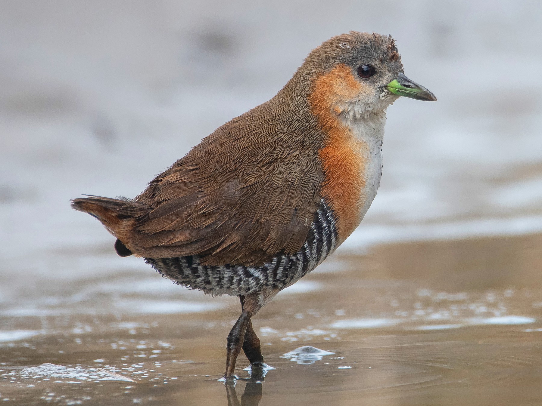 Rufous-sided Crake - eBird