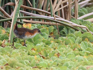 Rufous-sided Crake - eBird