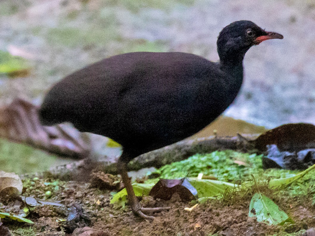 Berlepsch's Tinamou - eBird