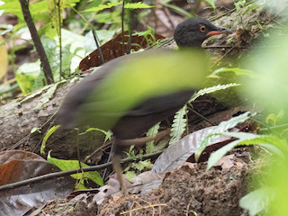 Berlepsch's Tinamou - eBird