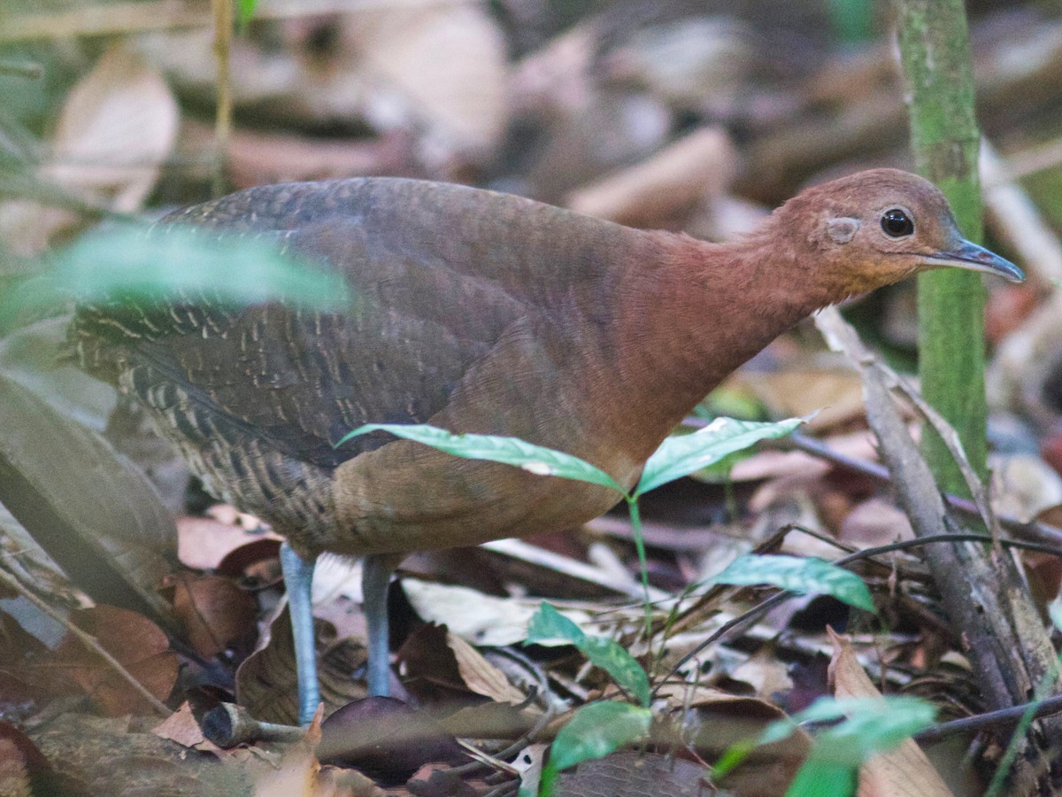 Gray-legged Tinamou - Crypturellus duidae - Birds of the World