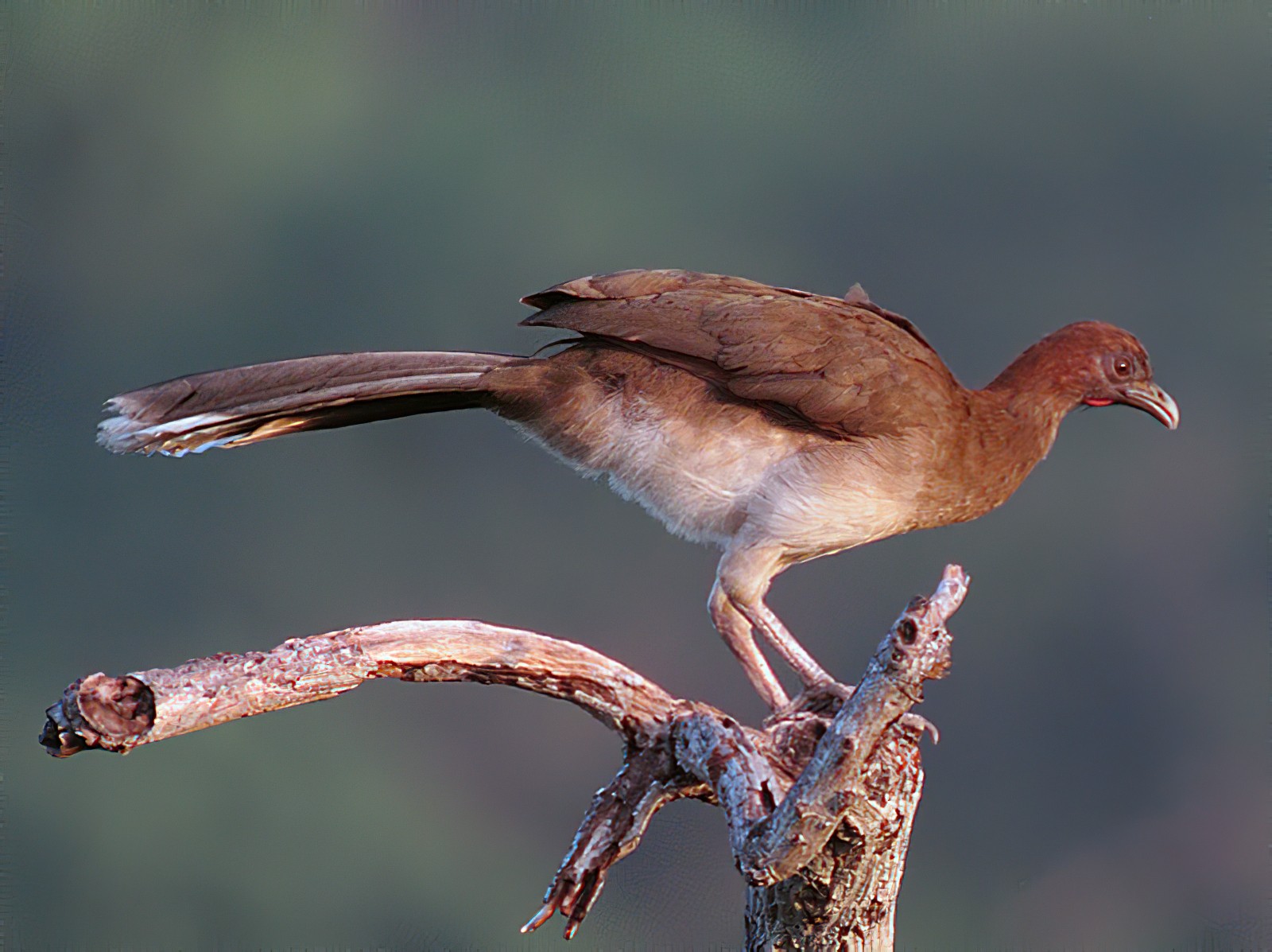 Chestnut-winged Chachalaca - eBird