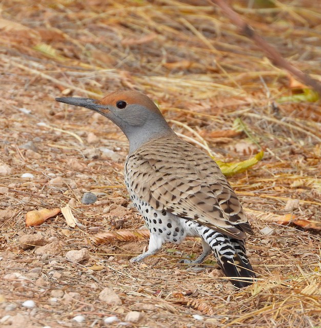 Northern Flicker Female How To Identify The Northern Flicker