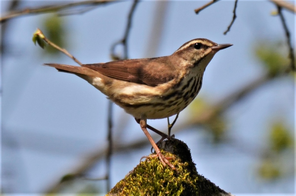 North Carolina Bird Atlas Checklist - 27 Mar 2021 - Grays Creek, North ...