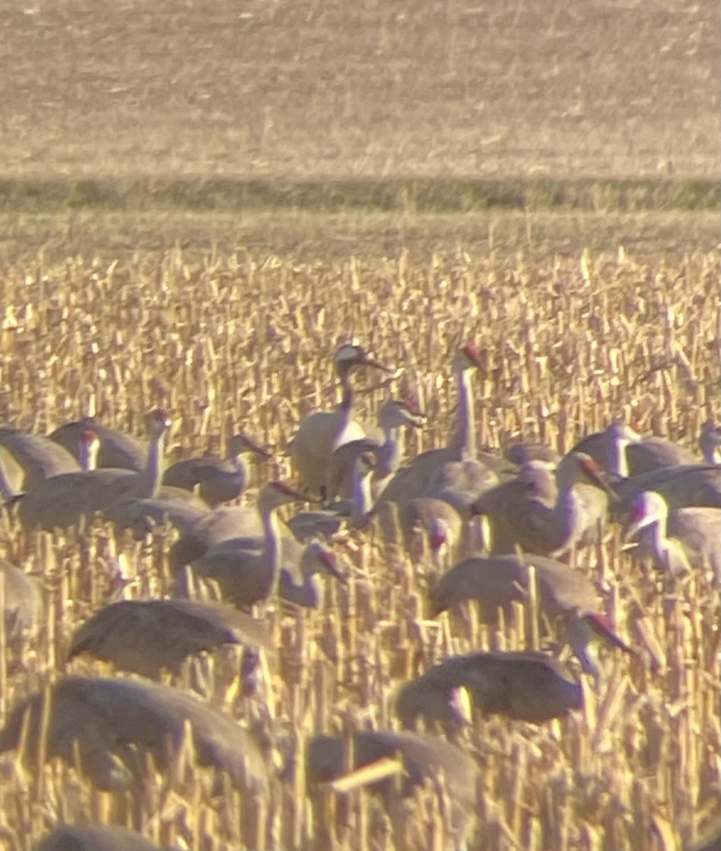 eBird Checklist - 27 Mar 2021 - W-Rd--Common Crane Stakeout (2021) - 6 ...