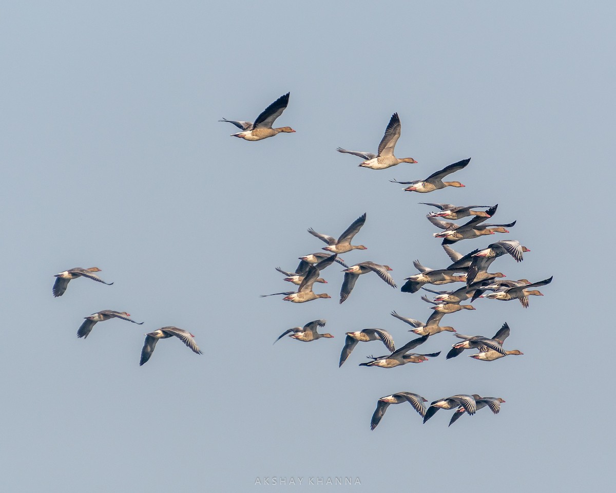 eBird Checklist - 11 Mar 2021 - Okhla Bird Sanctuary - 10 species