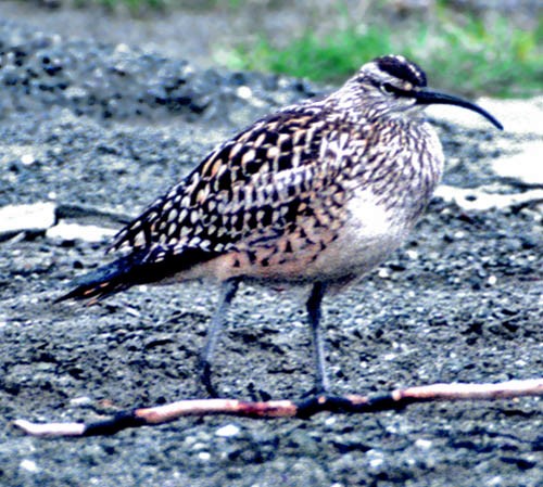eBird Checklist - 16 May 1998 - Crescent City Harbor--Battery Point ...