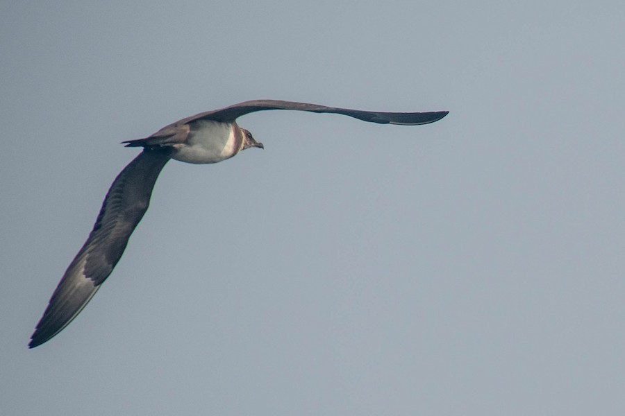 Salteador Parásito/Robusto - eBird