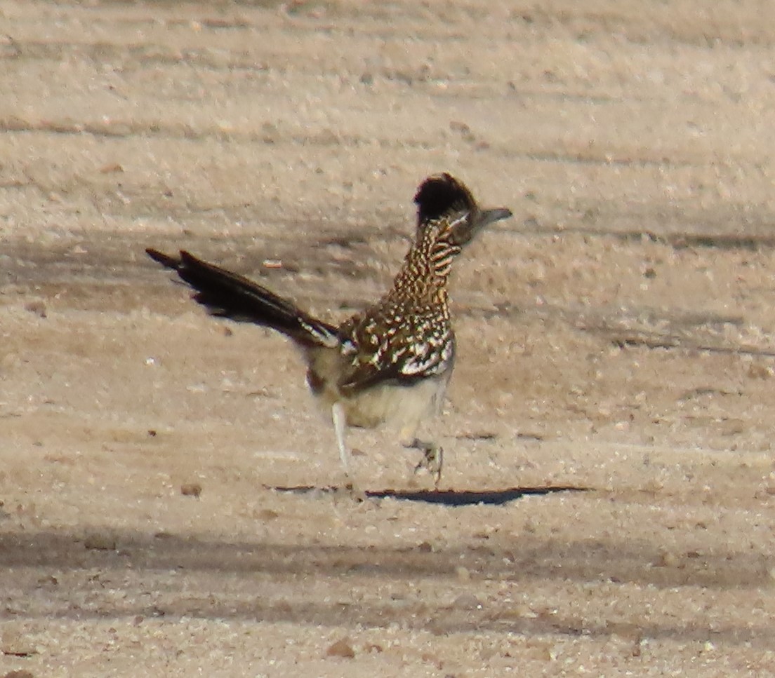 eBird Checklist - 28 Mar 2021 - Piute Ponds (permit required) - 54 ...